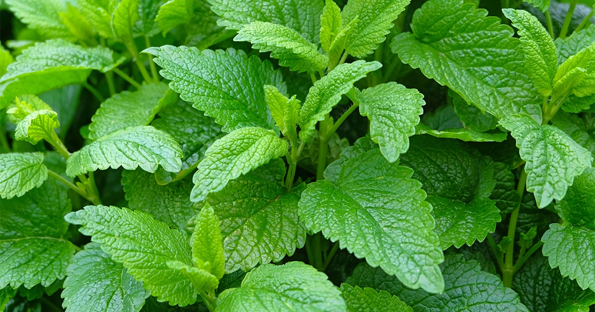 La melissa, un calmante naturale - Uppa